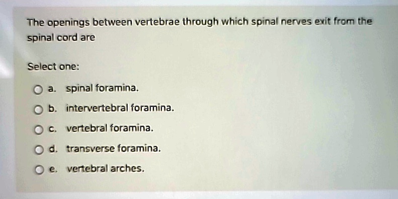 the openings between vertebrae through which spinal nerves exit from ...