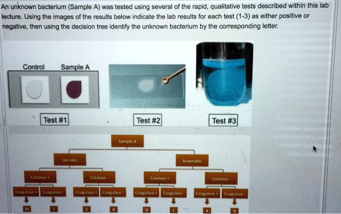 SOLVED: An unknown bacterium (Sample A) was tested using several of the ...