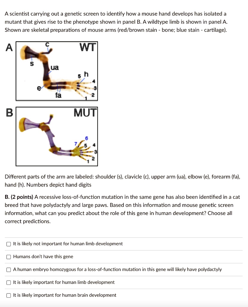 SOLVED: A scientist carrying out a genetic screen to identify how a ...