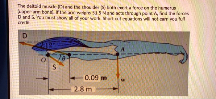 SOLVED: The deltoid muscle (D) and the shoulder (S) both exert force on ...