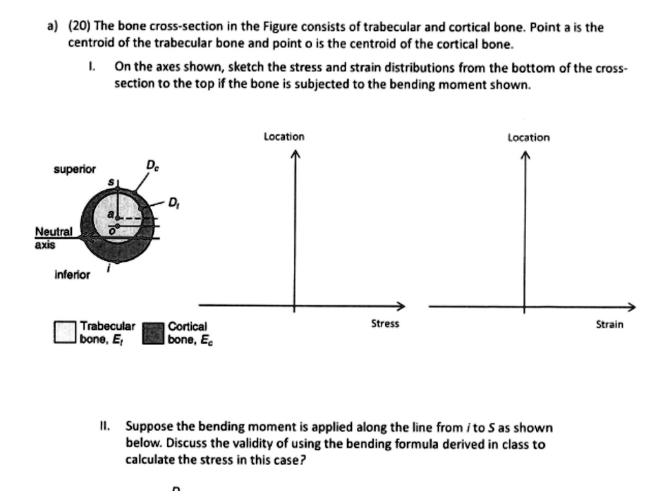 The bone cross-section in the Figure consists of trabecular and ...