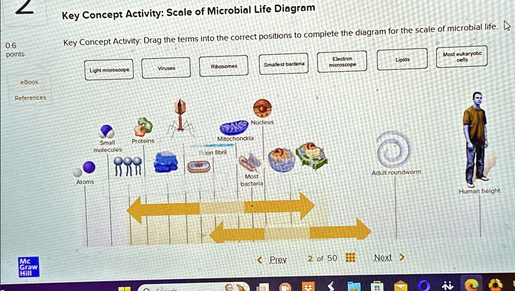 key concept activity scale of microbial life diagram 06 key concept ...