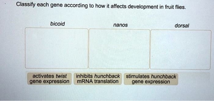 SOLVED: Classify each gene according to how it affects development in ...
