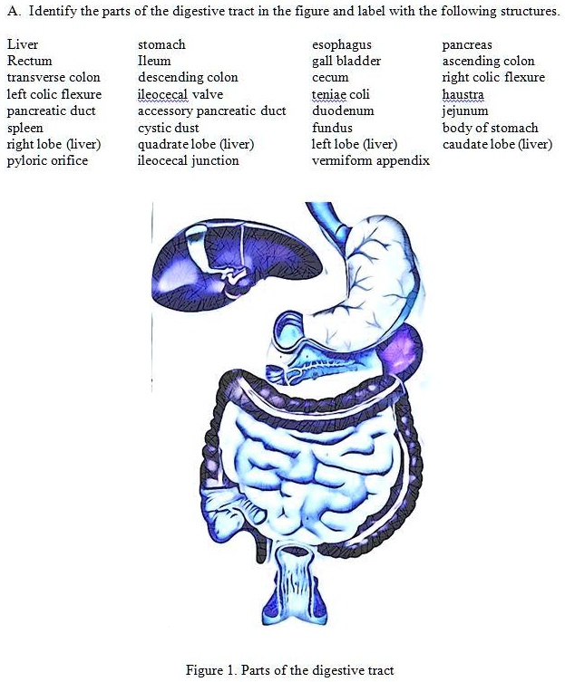 A. Identify the parts of the digestive tract in the figure and label ...