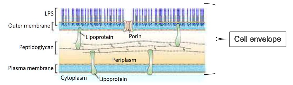 SOLVED: E. coli is a rod-shaped bacterium. Based upon the structure of ...