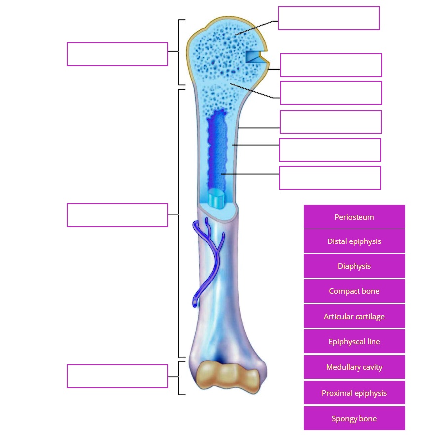 SOLVED: Periosteum Distal epiphysis Diaphysis Compact bone Articular ...