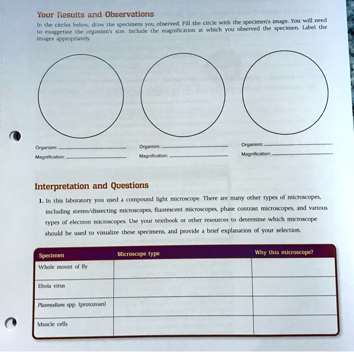 your results and observations tou need the circles below draw the ...