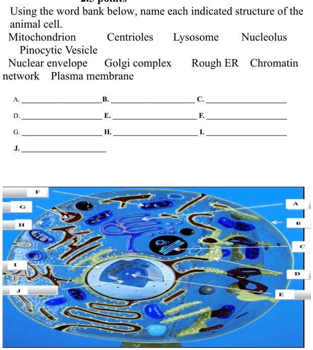 SOLVED: Using the word bank below, name each indicated structure of the ...