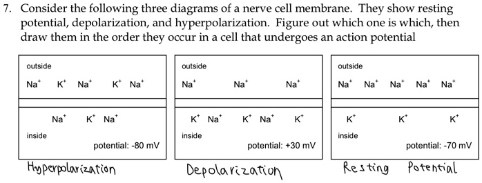 7. Consider the following three diagrams of a nerve cell membrane. They ...