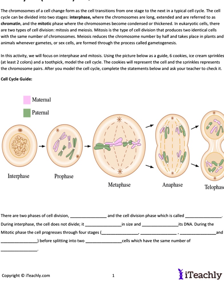 The chromosomes of a cell change form as the cell transitions from one stage to the next in a ...