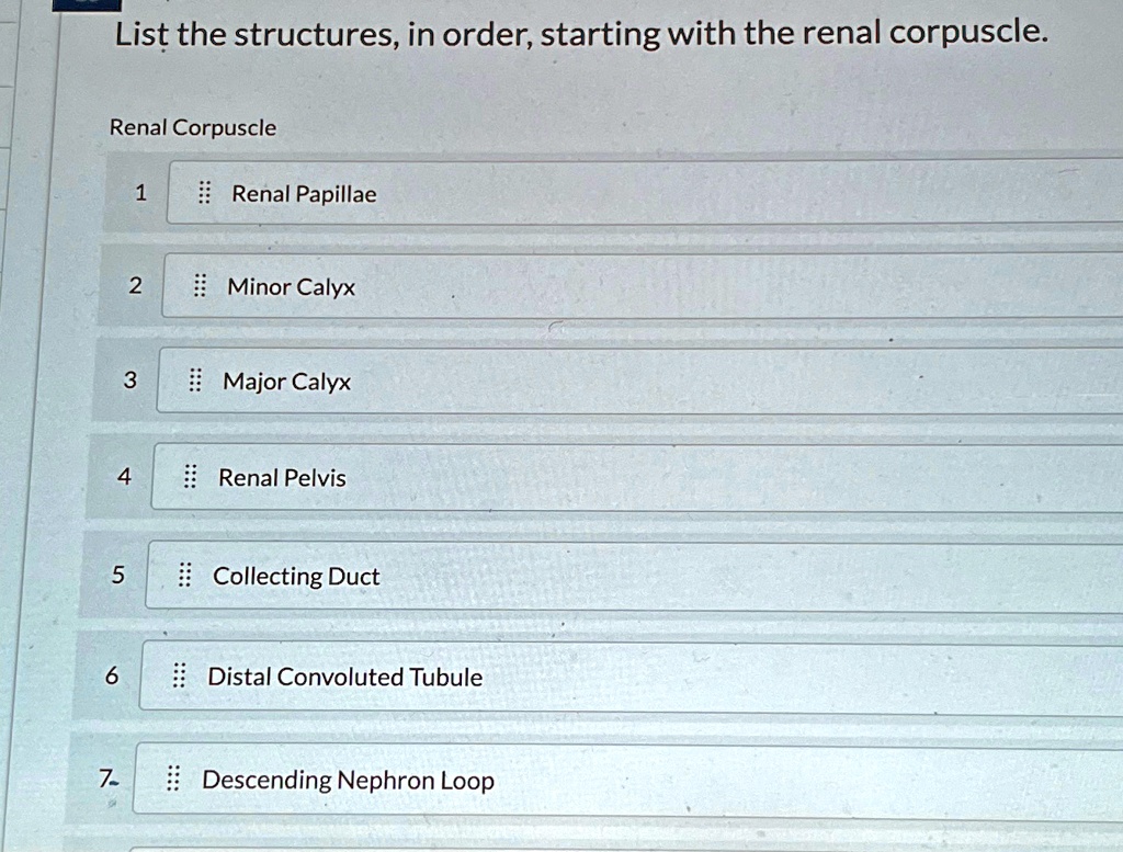 8. Proximal Convoluted Tubule 9. Collecting Duct 10. Renal Papillae 11 ...