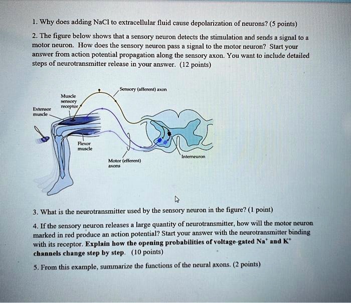 SOLVED: Why does adding NaCl to extracellular fluid cause depolarization of neurons? The figure ...