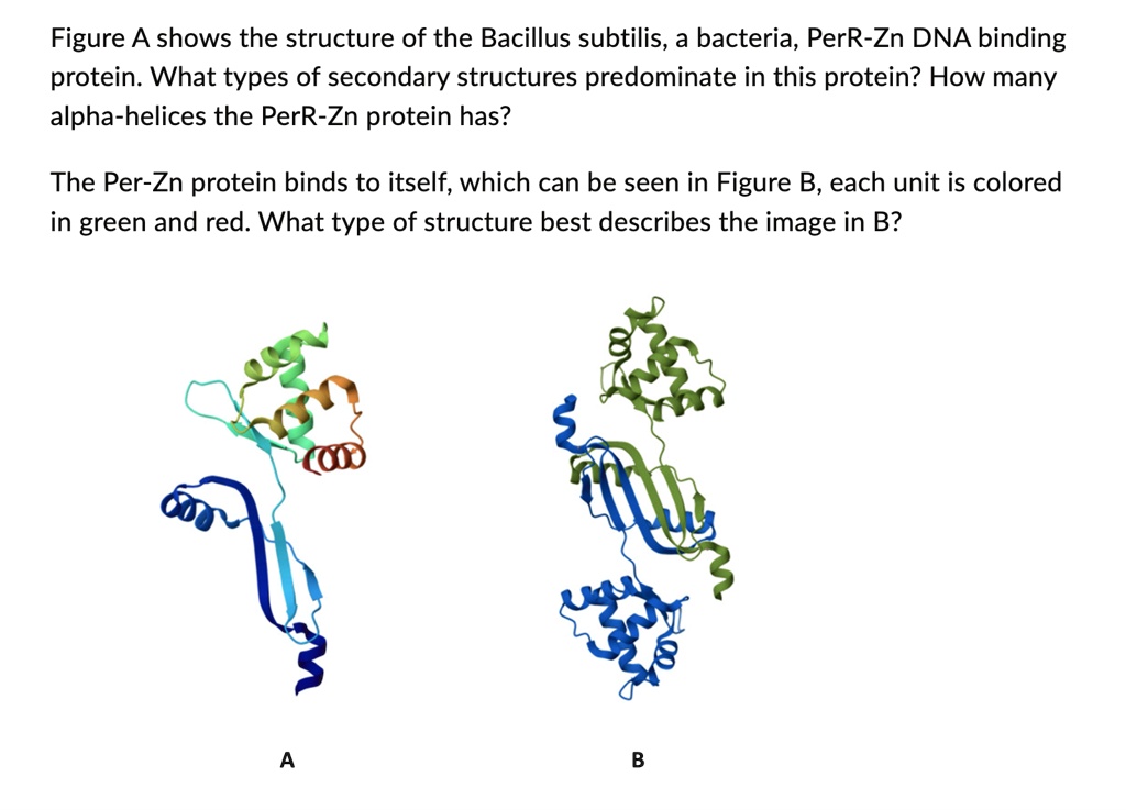 Figure A shows the structure of the Bacillus subtilis, a bacteria, PerR ...