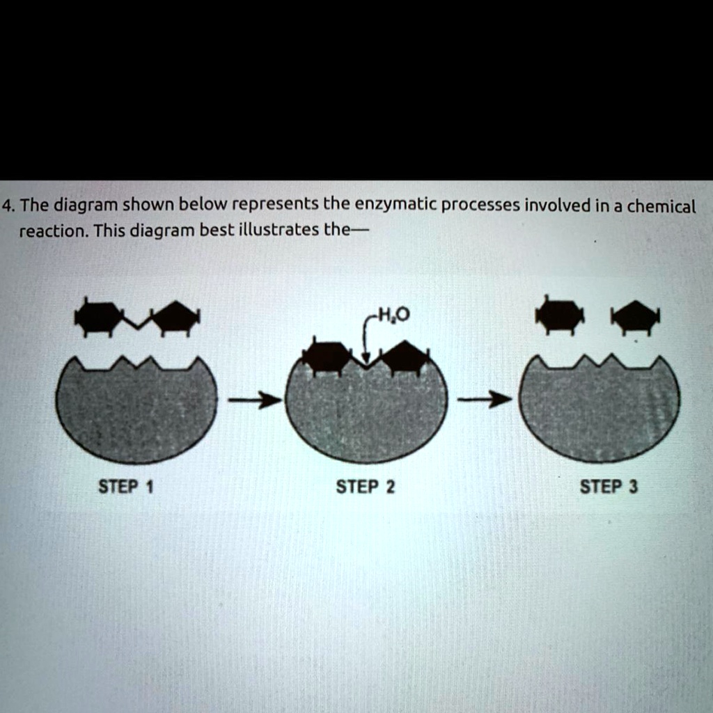 SOLVED: 'The diagram shown below represents the enzymatic processes ...