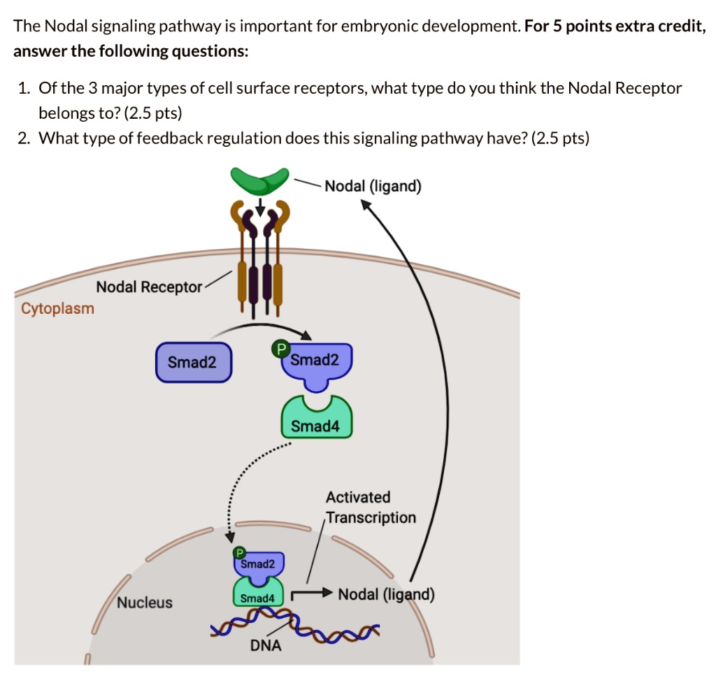 SOLVED: The Nodal signaling pathway is important for embryonic ...