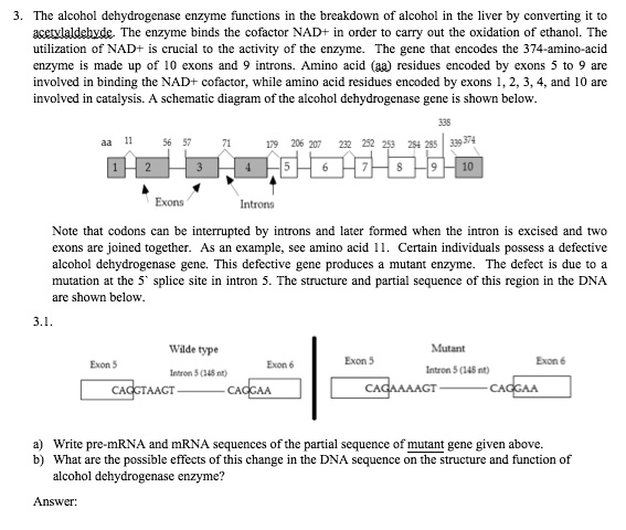 3. The alcohol dehydrogenase enzyme functions in the breakdown of ...