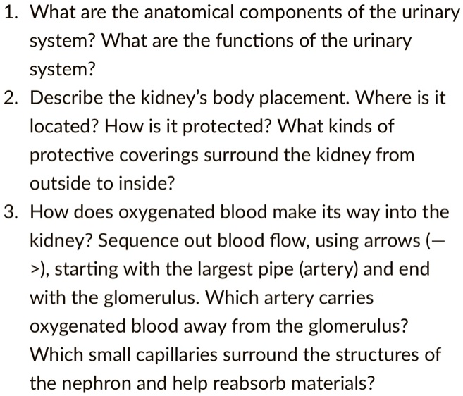 SOLVED: 1. What are the anatomical components of the urinary system ...