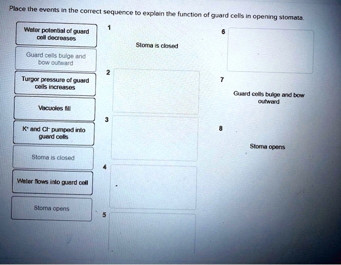 SOLVED: Place the events In the correct sequence to explain the ...