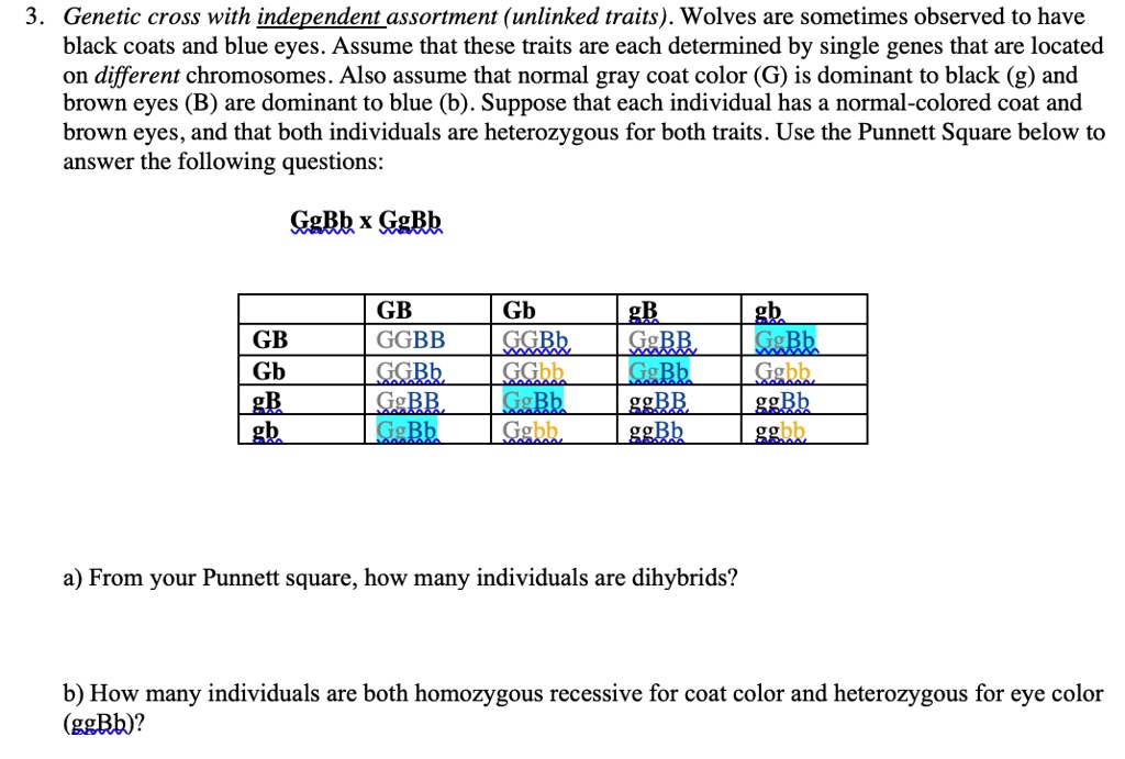 genetic cross with independentassortment unlinked traits wolves are ...
