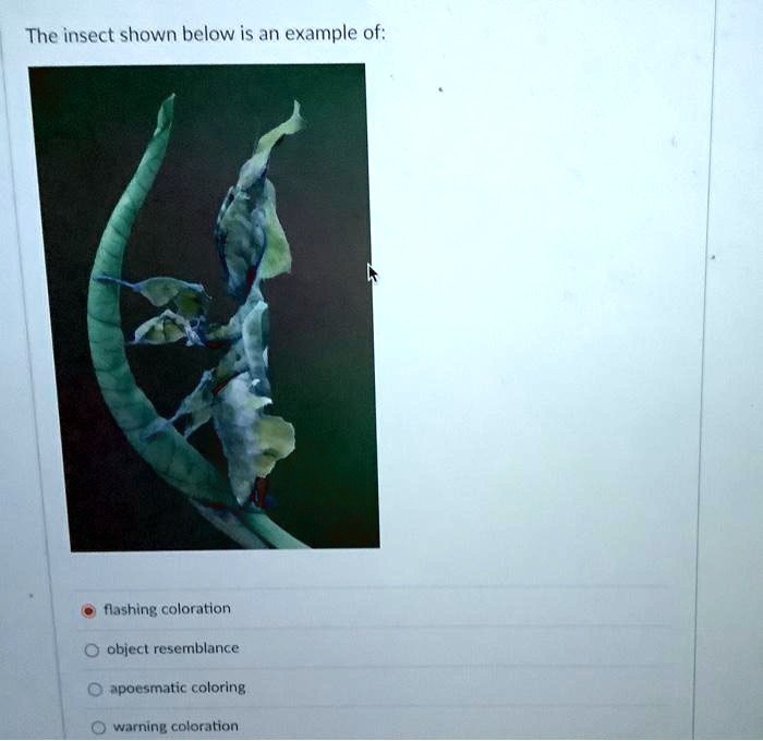 SOLVED: The insect shown below is an example of: flashing coloration ...