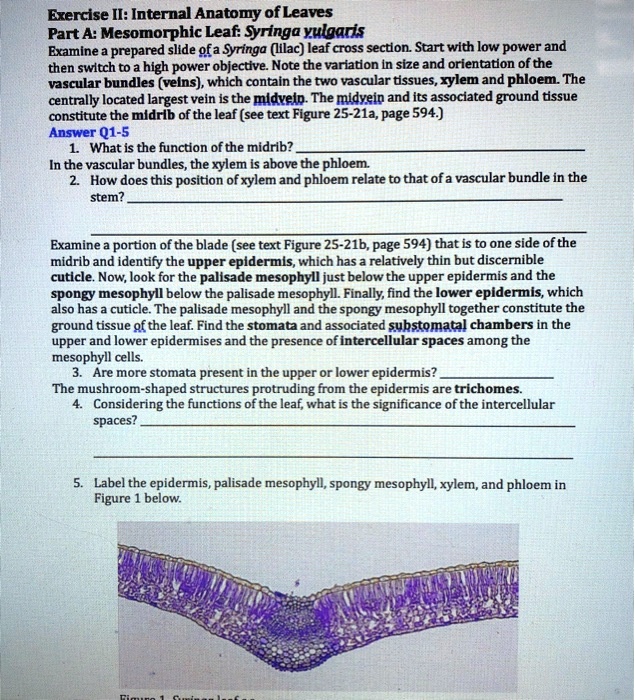 SOLVED:Exercise II: Internal Anatomy of Leaves Part A: Mesomorphic Leaf ...