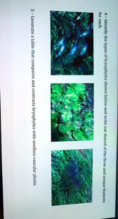 SOLVED: for each: Identify the types of bryophytes shown below aud L 1 ...