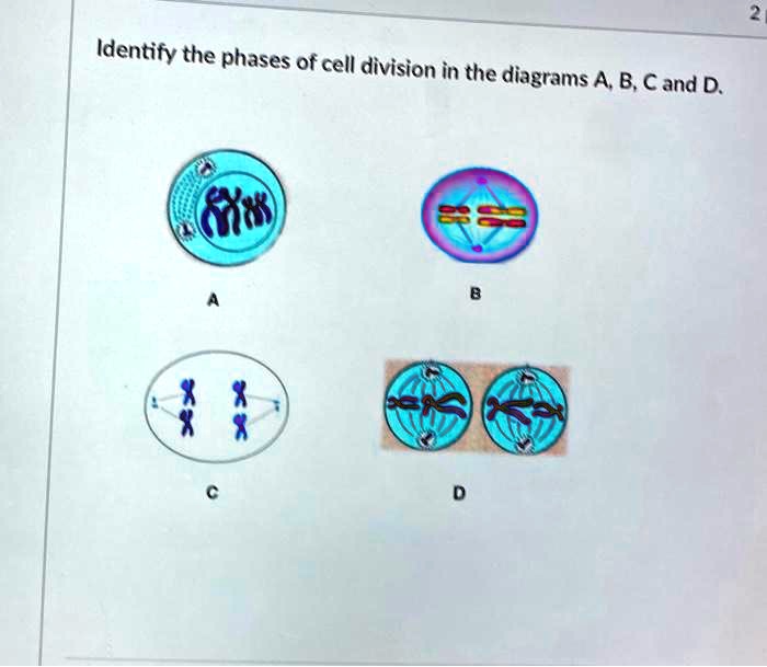 SOLVED: Identify the phases of cell division in the 'diagrams A B ...