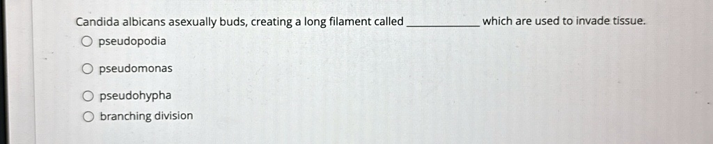 candida albicans asexually buds creating a long filament called which ...