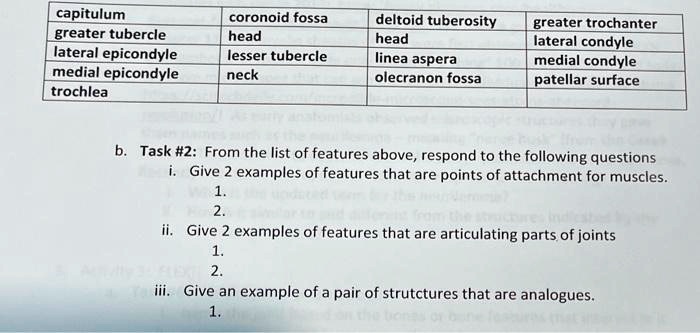 SOLVED: Capitulum, greater tubercle, lateral epicondyle, medial ...