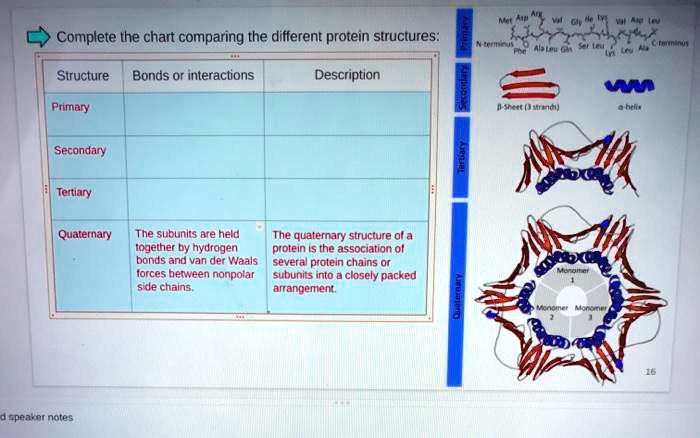 SOLVED: Complete the chart comparing the different protein structures ...
