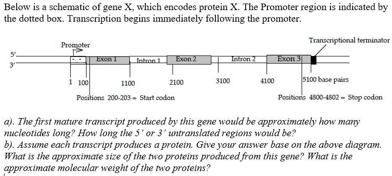 below is a schematic of gene x which encodes protein x the promoter ...
