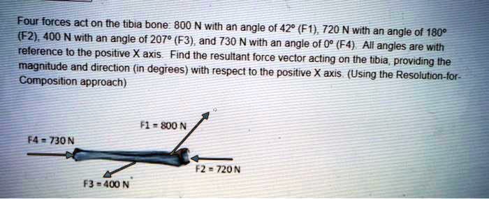 four forces act on the tibia bone 800 n wilh an angle of 42 ft 720 n ...