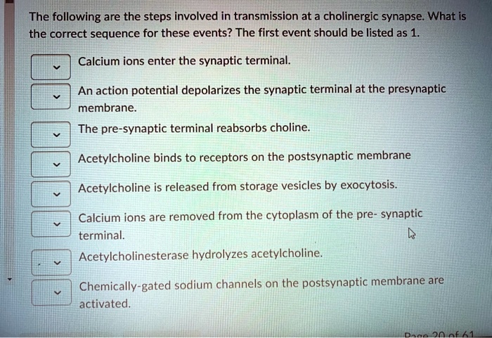SOLVED: The following are the steps involved in transmission at a cholinergic synapse. What is ...