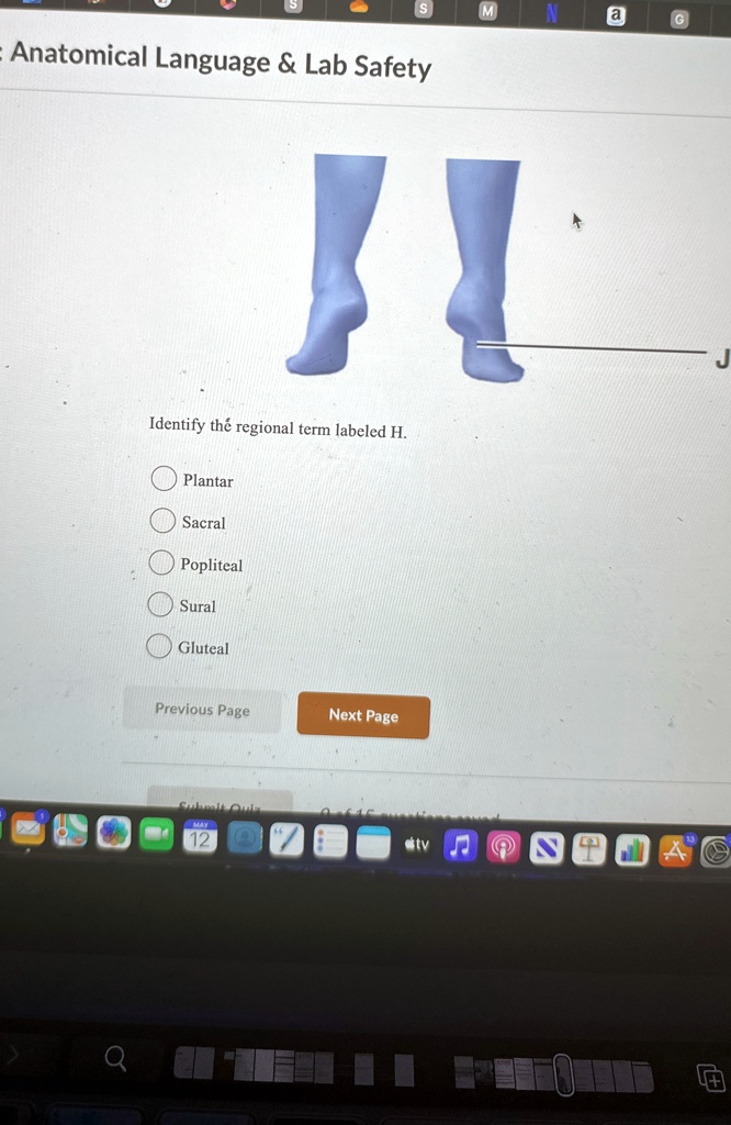 Anatomical Language Lab Safety Identify the regional term labeled H ...