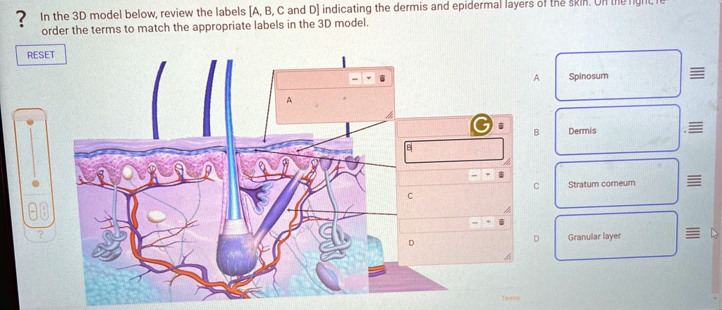 In the 3D model below, review the labels [A, B, C and D] indicating the ...