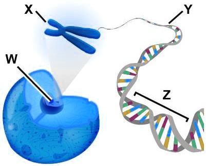 SOLVED: The diagram shows genetic structures. Which label best ...