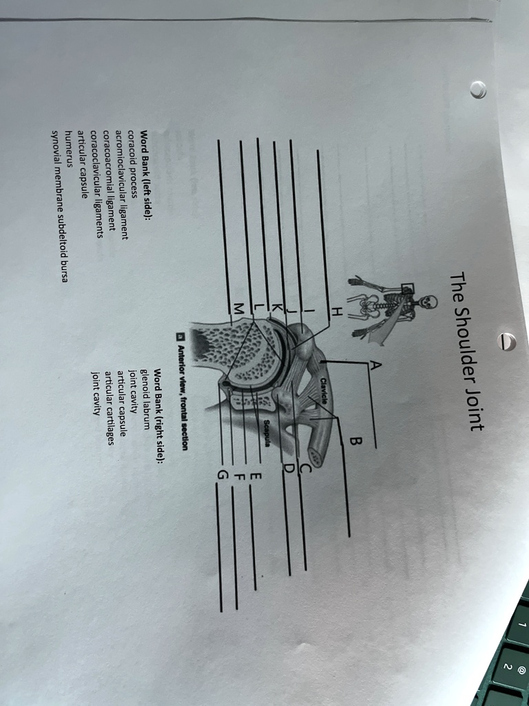 word bank left side coracoid process acromioclavicular ligament ...