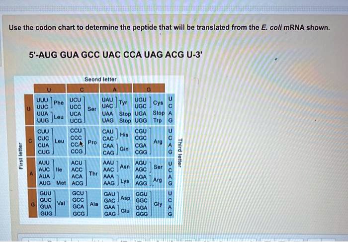 SOLVED: Use the codon chart to determine the peptide that will be ...