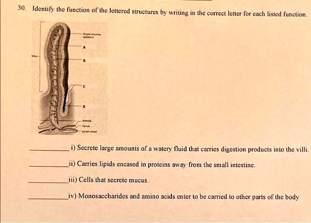30. Identify the function of the lettered structures by writing in the correct letter for each ...