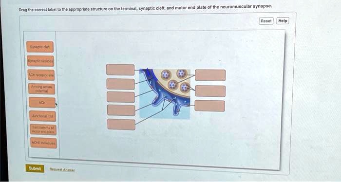 Drag the correct label to the appropriate structure on the terminal ...