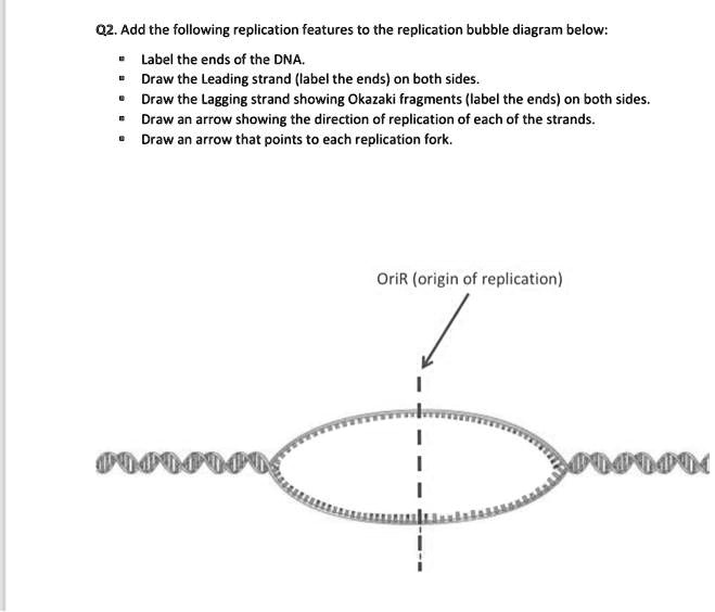 Q2. Add the following replication features to the replication bubble ...