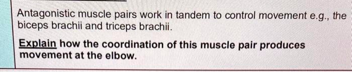 Antagonistic muscle pairs work in tandem to control movement e.g., the ...