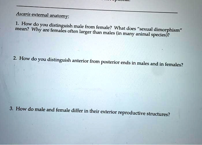 Ascaris external anatomy: 1. How do you distinguish male from female ...