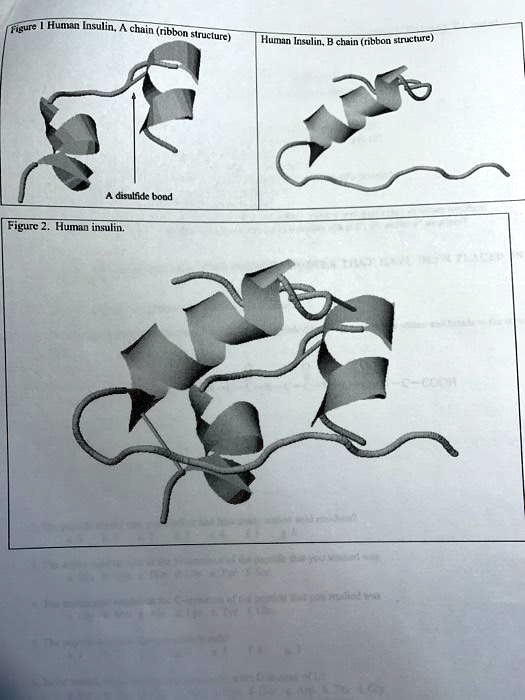 SOLVED: 1. label these secondary structure of insulin. show where the a ...