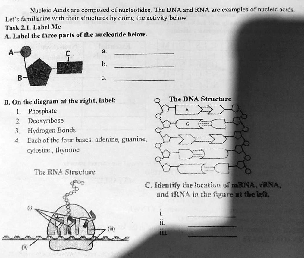 Nucleic Acids are composed of nucleotides. The DNA and RNA are examples ...