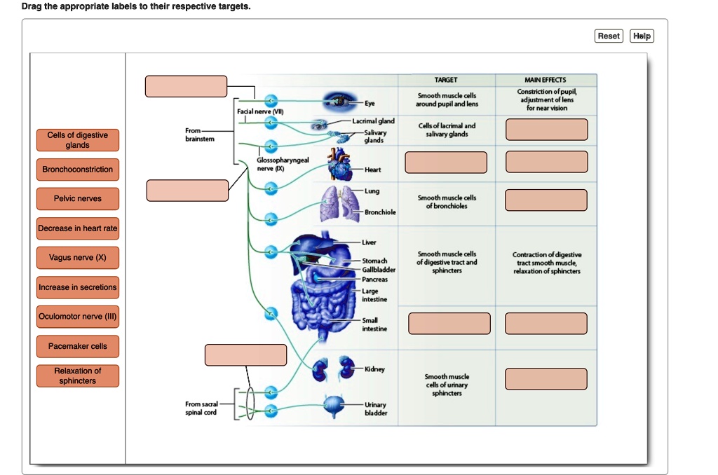 art labeling activity the main effects of the parasympathetic nervous ...