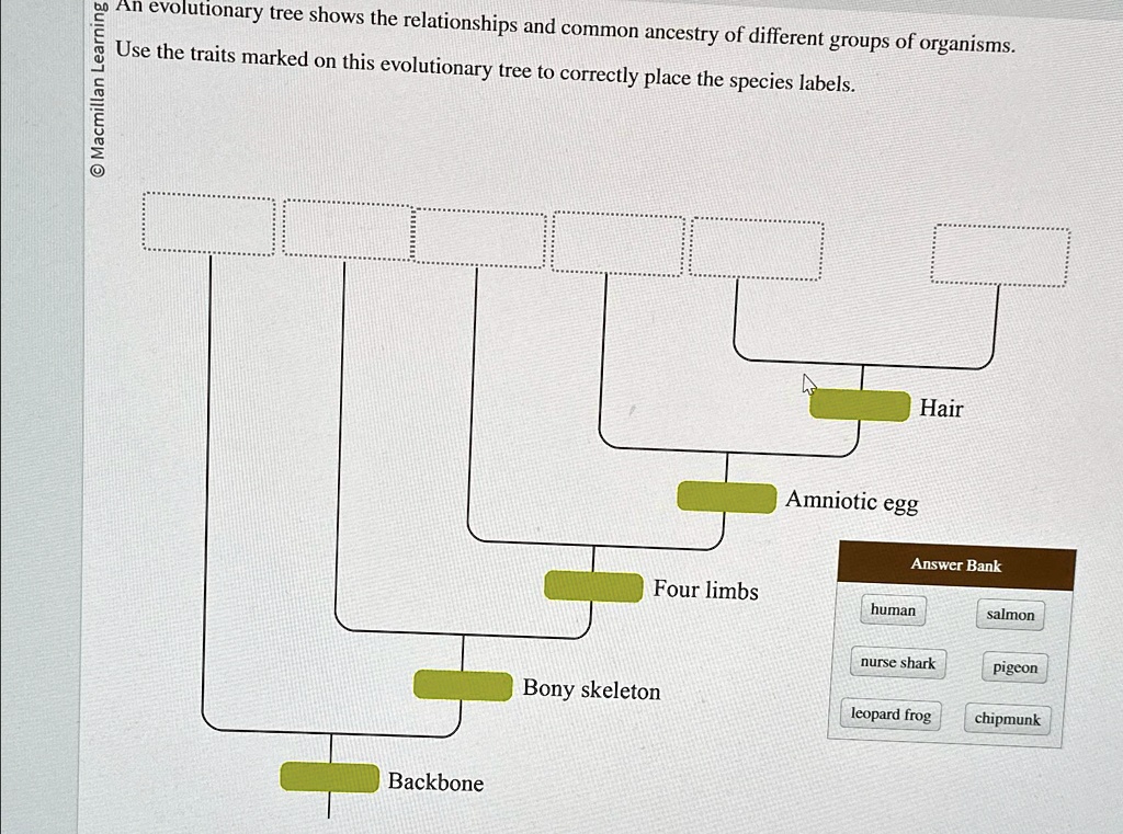 An evolutionary tree shows the relationships and common ancestry of ...