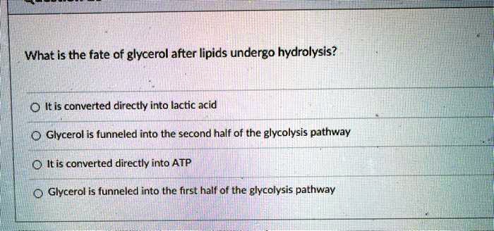 What is the fate of glycerol after lipids undergo hydrolysis? ? It is ...