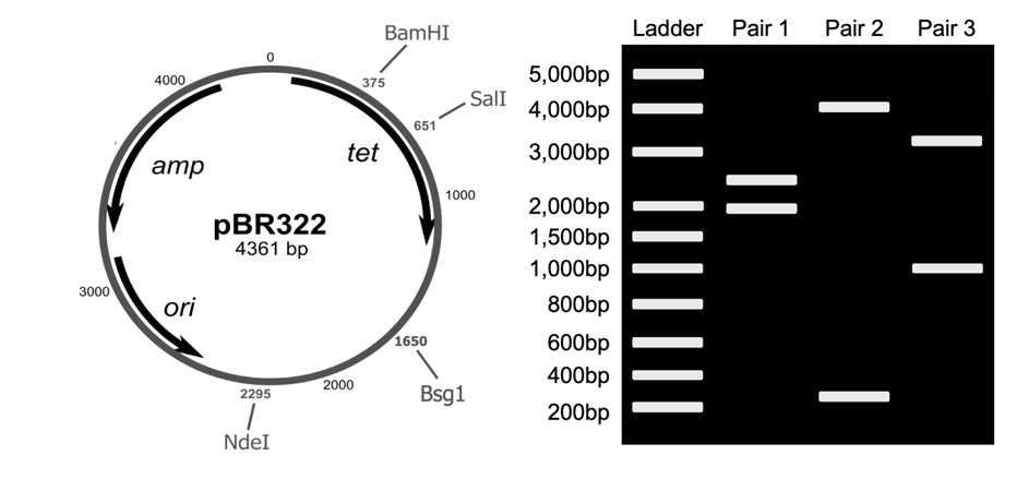 Question 4: Below is a restriction map for the pBR322 plasmid. The plasmid was digested with ...
