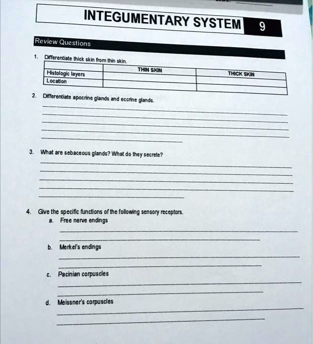 SOLVED: Text: INTEGUMENTARY SYSTEM 9 Review Questions Differentiate ... SOLVED: Text: INTEGUMENTARY SYSTEM 9 Review Questions Differentiate ...